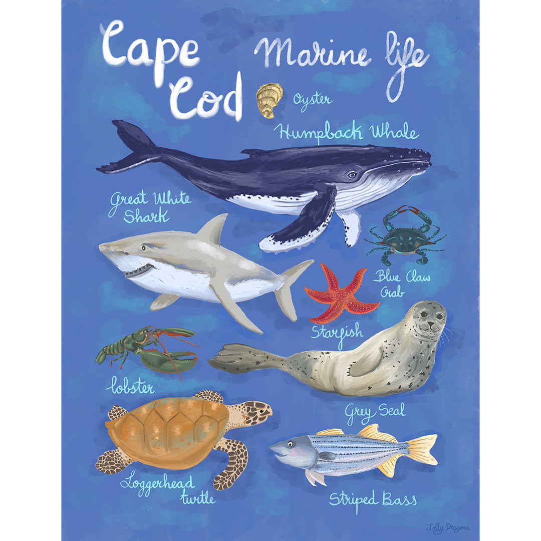 Cape Cod Marine Life Print – Woods Hole Oceanographic Institution